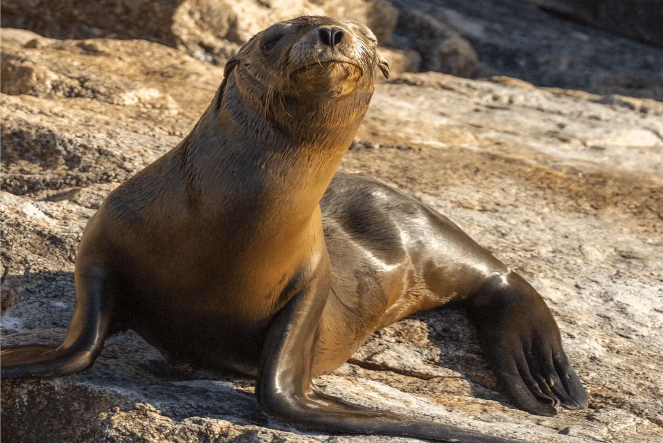 SEALIONS - Animalia Ocean Excursions
